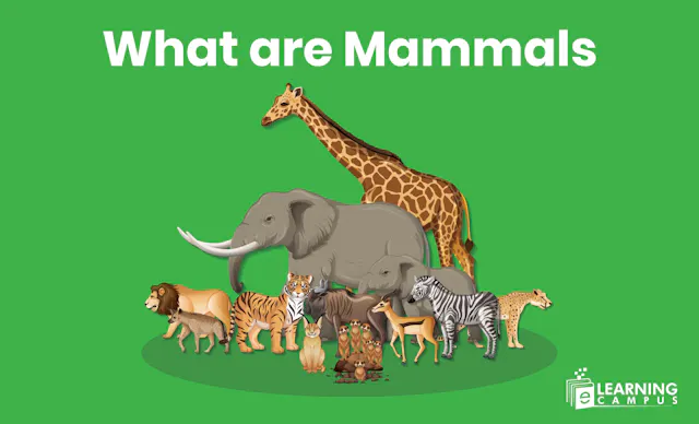 What Are Mammals? Characteristics, Types & Examples Facts
